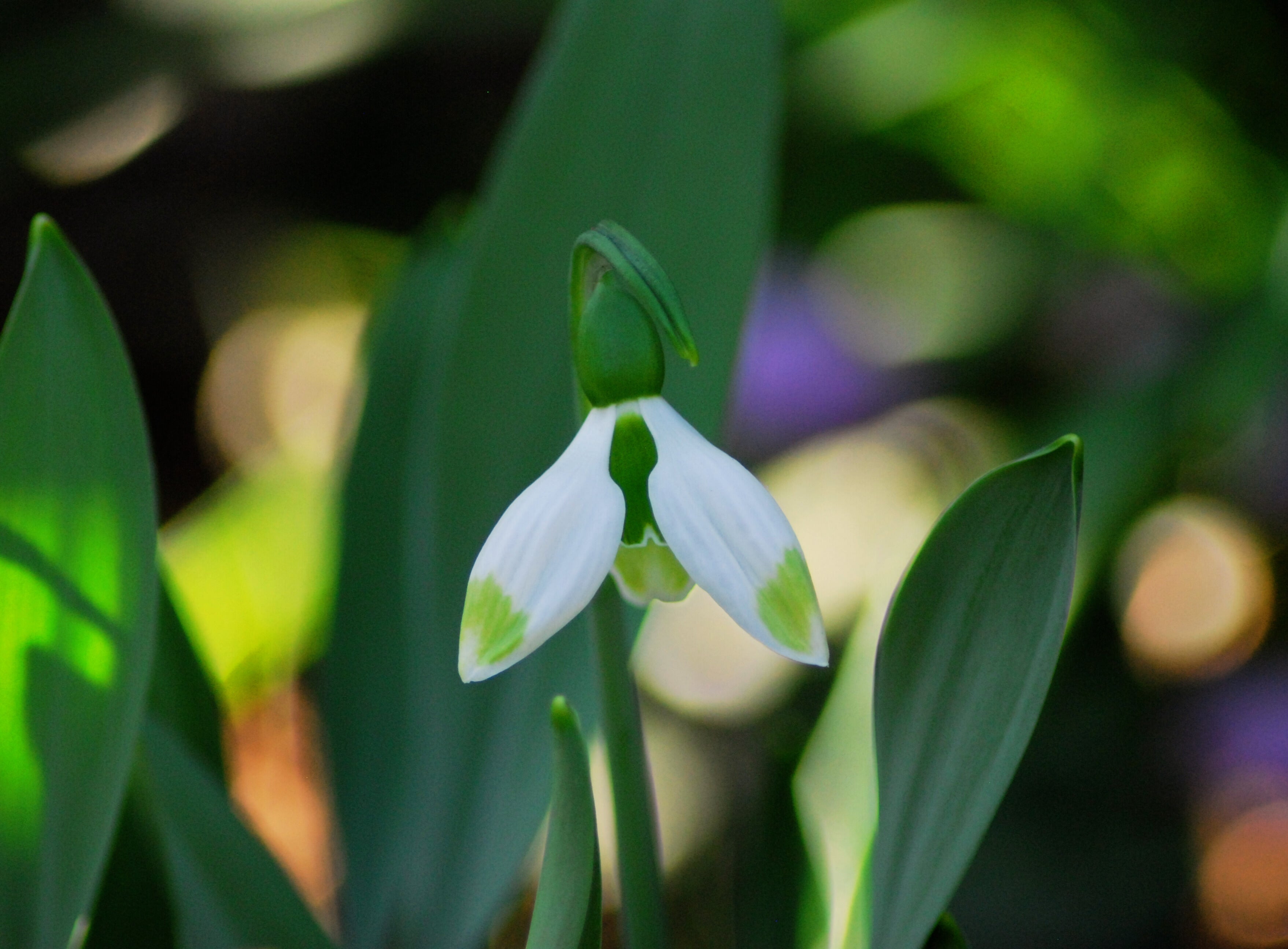 Galanthus 'Green Brush' – Sustainable Plant Store