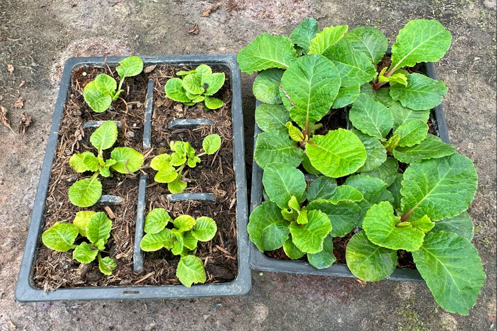 Eazy Grow Compost 70 litres - 100% Peat-Free – Sustainable Plant Store