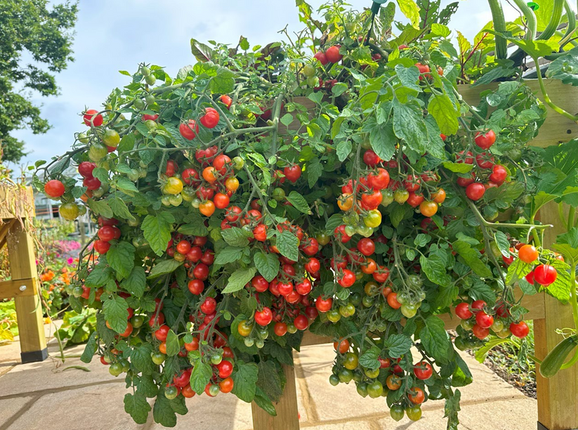 Eazy Grow Compost 70 litres - 100% Peat-Free – Sustainable Plant Store
