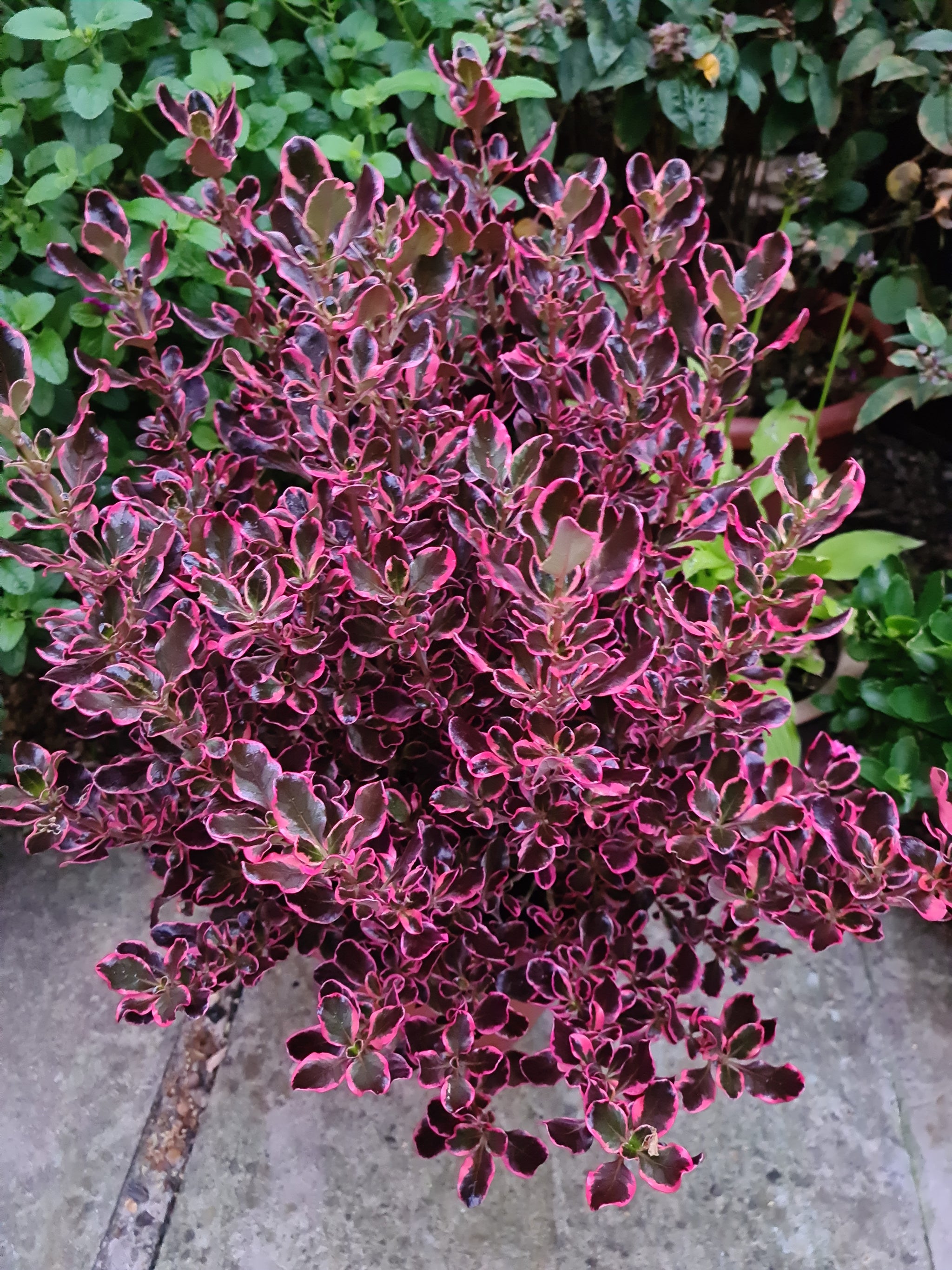 Coprosma 'Eclipse' 1 x 2L Potted Plant – Sustainable Plant Store