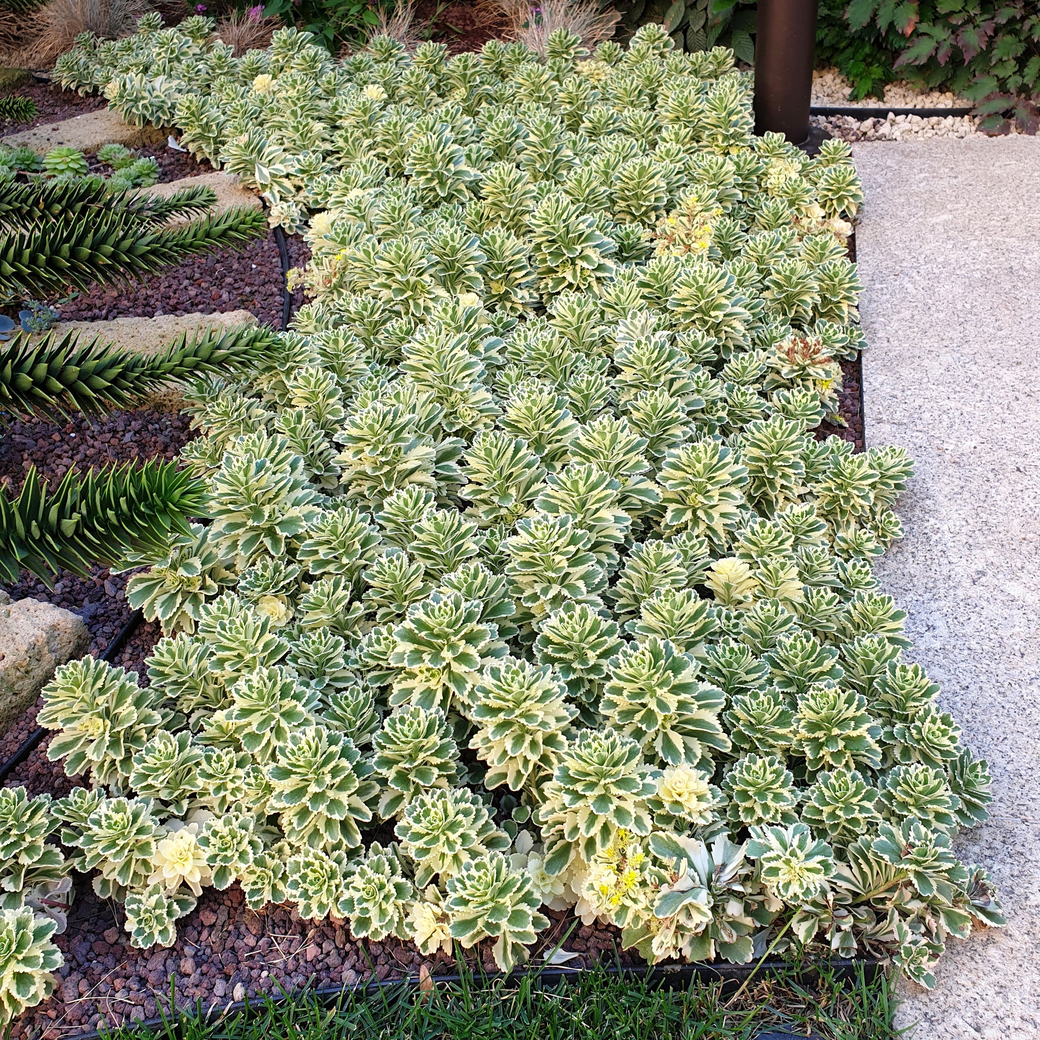 Sedum 'Atlantis' 1 x Jumbo Plug Plant – Sustainable Plant Store